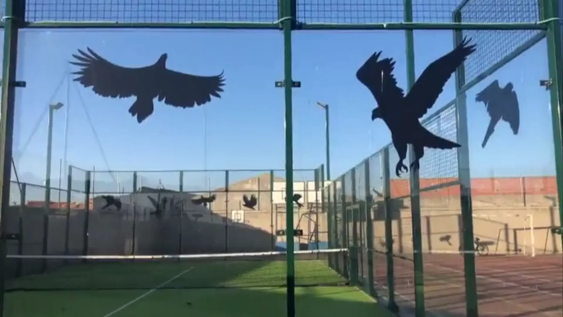 Pistas de pádel, trampas mortales para los pájaros ‣ La Torre News