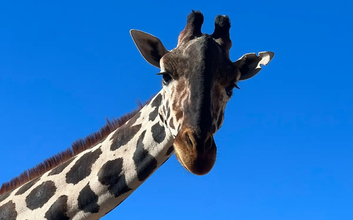 Africam Safari será la nueva casa de “Benito” la jirafa ‣ La Torre News