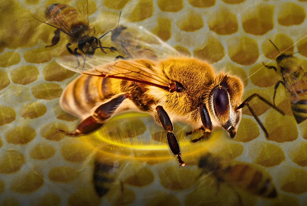 20 de mayo: celebramos el Día Mundial de las Abejas