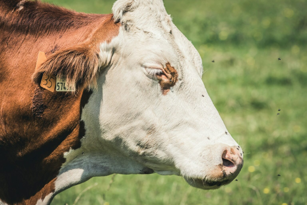 Yucatán será sede del Congreso Mundial Brahman 2026